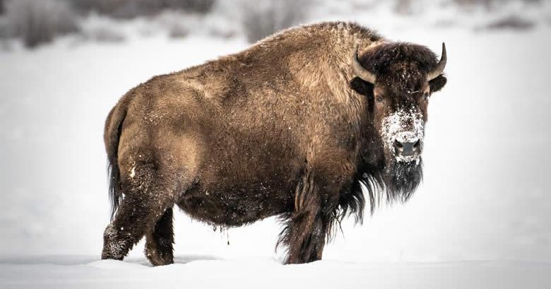 Teton Wildlife Tours - Jackson Hole WY